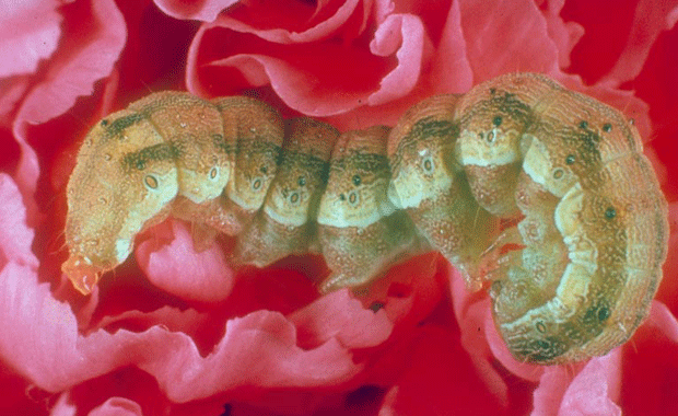 The old world bollworm's multibillion-dollar threat - CBS News