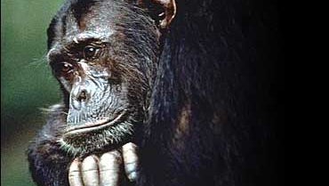 Scientists Trace HIV To Chimps - CBS News