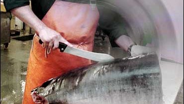 Not Enough Fish In The Sea - CBS News