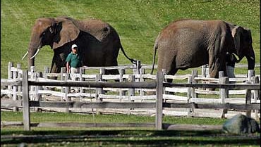 Neverland Animals Safe, Officials Say - CBS News