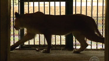Rescuing The Baghdad Zoo - CBS News