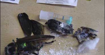 Failed Attempt To Smuggle Drugs In Bugs - CBS News