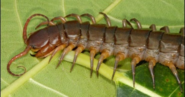 Assault With A Deadly… Centipede - CBS News