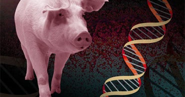 Pig DNA Is Decoded, a Boon for Research - CBS News