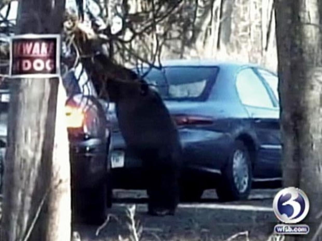 Chimp Victim Charla Nash - Photo 1 - CBS News