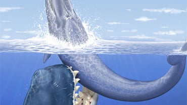 Ancient Whale Named For "Moby Dick" Author - CBS News