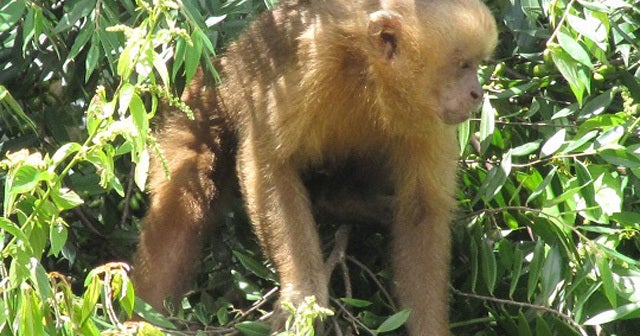 Rare Brazilian monkeys' ingenious snack strategy - CBS News