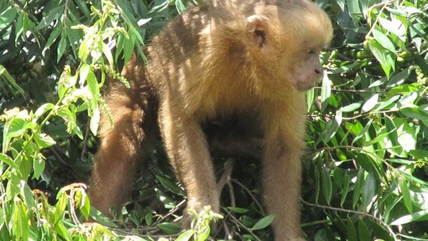 Rare Brazilian monkeys' ingenious snack strategy - CBS News