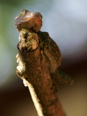 Geckos: False AIDS treatment in Asia