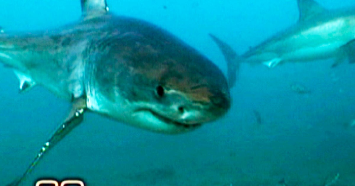 The Sharkman - CBS News