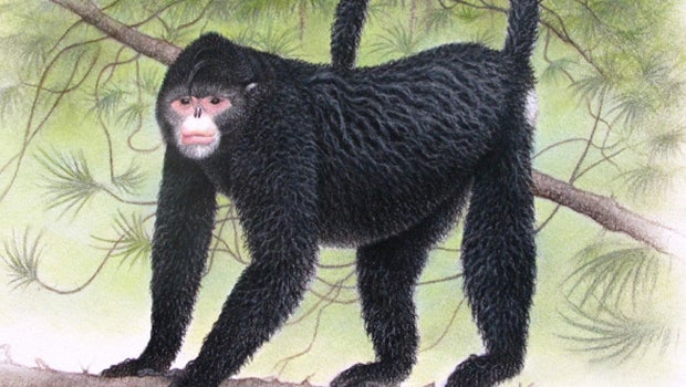 "Elvis" monkey discovered in southeast Asia - CBS News
