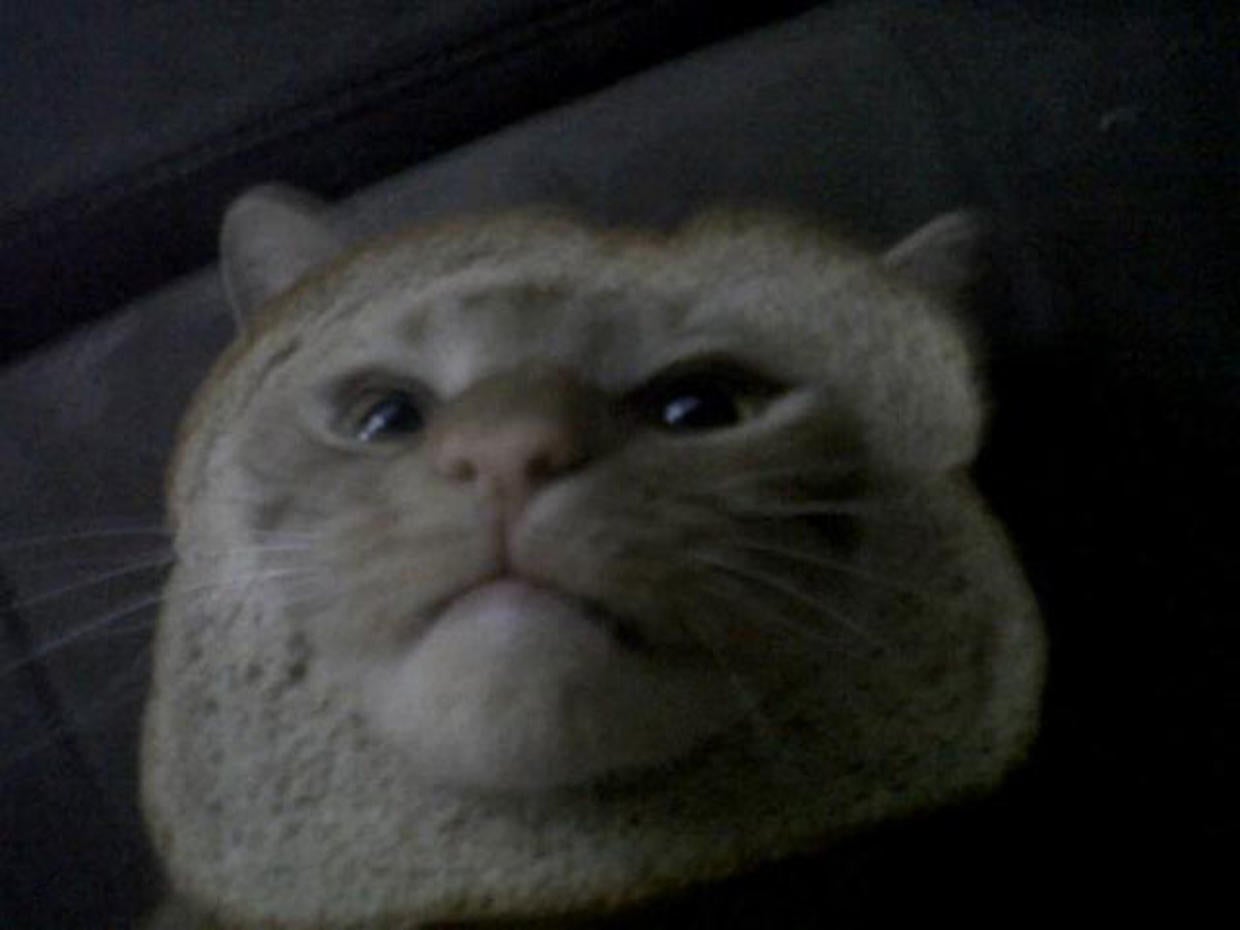 "Breading cats" is latest web photo fad - Photo 1 - CBS News