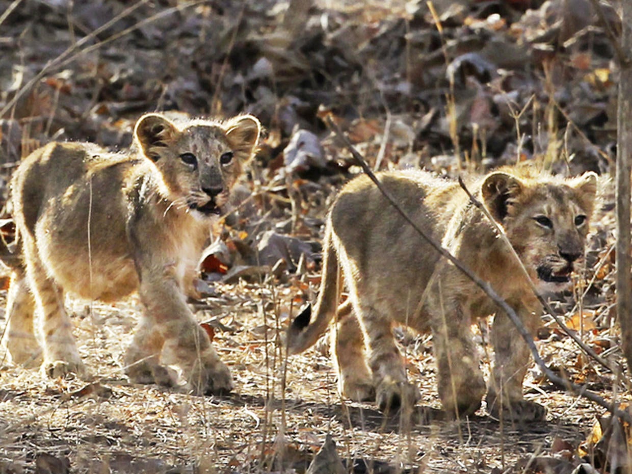 Last lions in India - Photo 1 - Pictures - CBS News