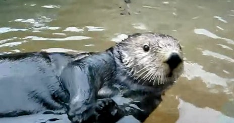 Take a look at Nellie the "talking sea otter" - CBS News