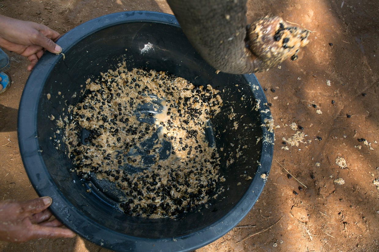 Pricey elephant poop coffee
