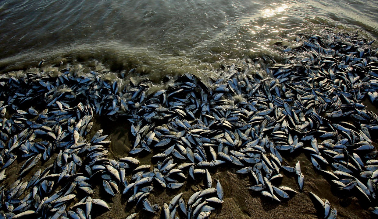 Thousands of dead fish wash ashore in S.C. - Photo 1 - CBS News