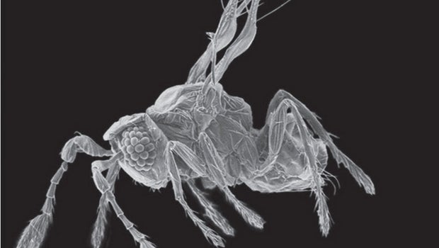New fairy insect is mind-blowingly small - CBS News
