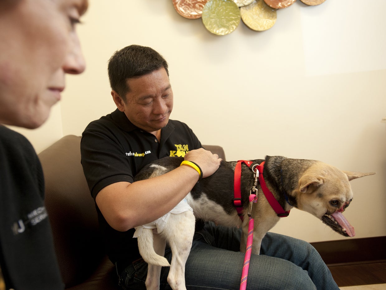 Hero dog Kabang gets new nose