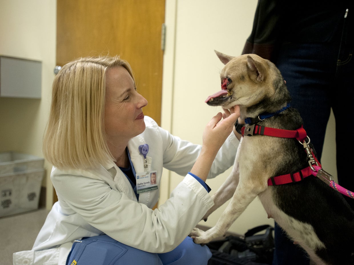 Hero dog Kabang gets new nose