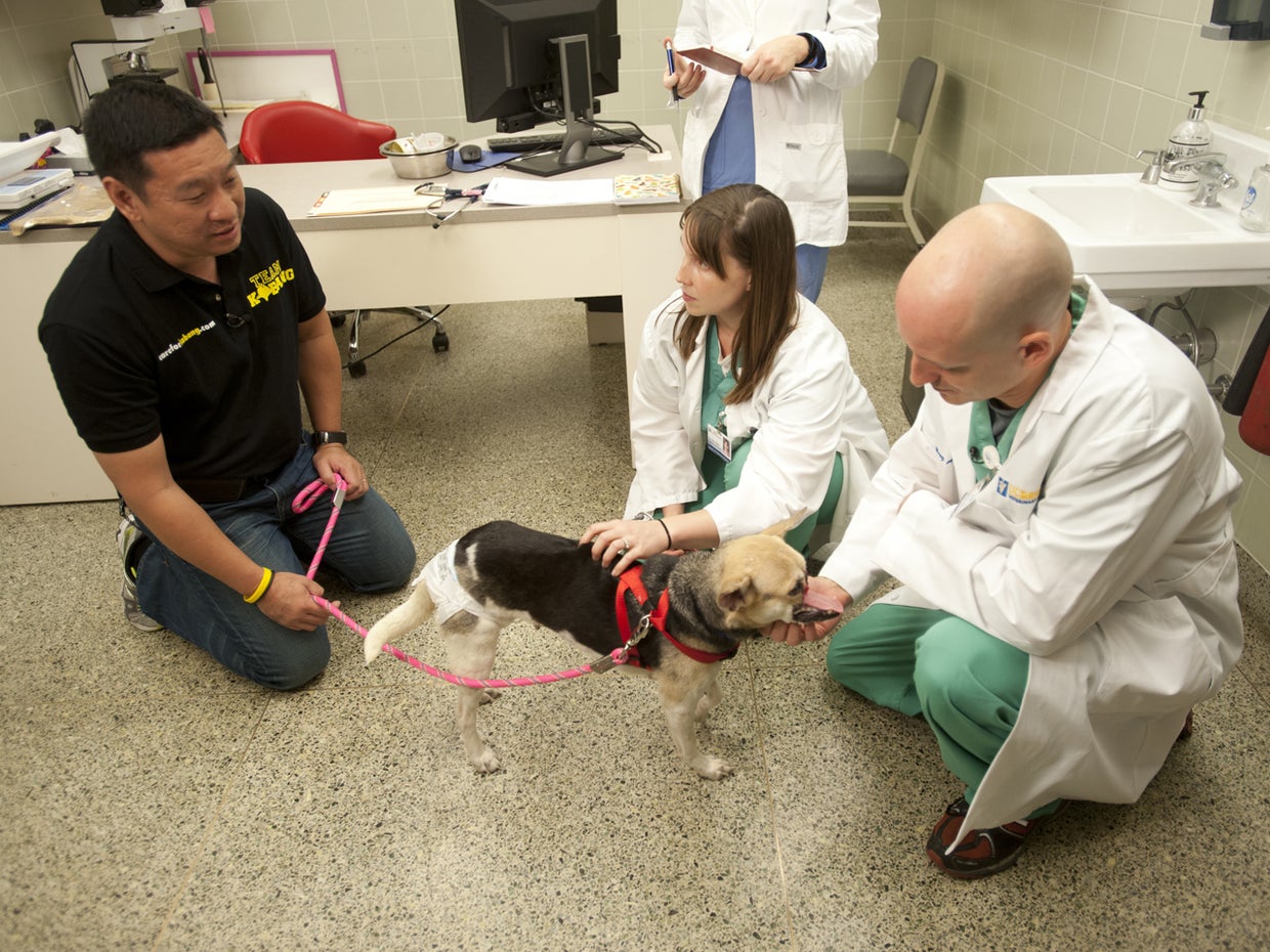 Hero dog Kabang gets new nose