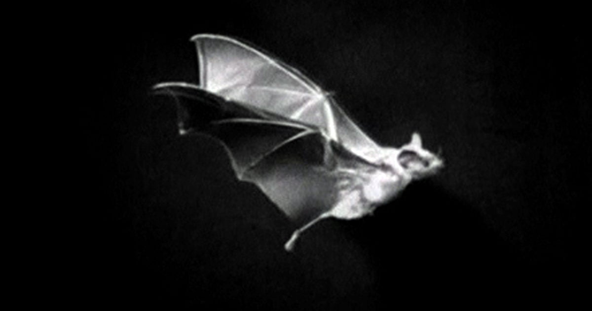 3D X-ray video of a bat in flight - CBS News