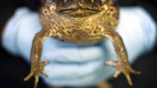 Roasted toads may have been part of prehistoric Britons' diet, new ...