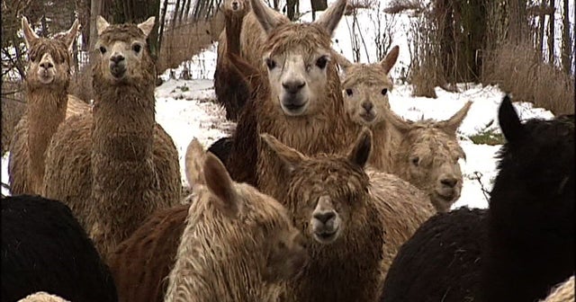 Alpaca-lypse arrives at Oregon State University - CBS News