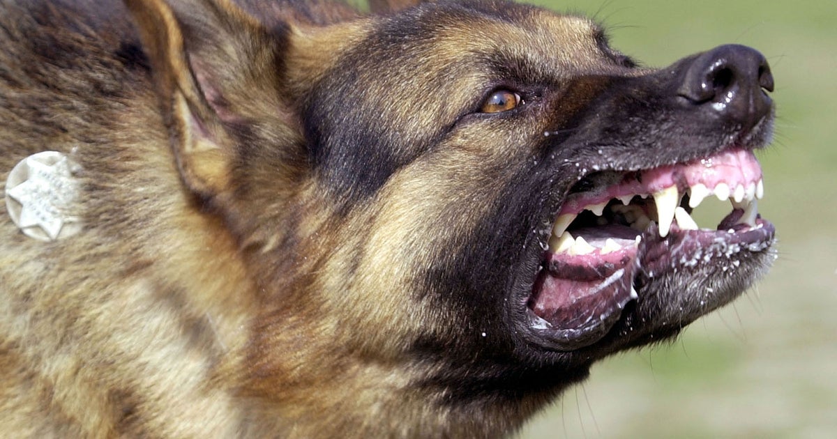 New Dog Law In Cincinnati Could Take Bite Out Of Owners Wallets CBS News