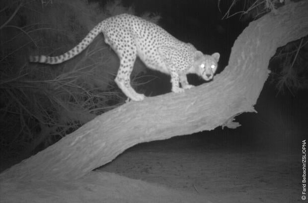 Night-vision photos show elusive Saharan cheetah - CBS News