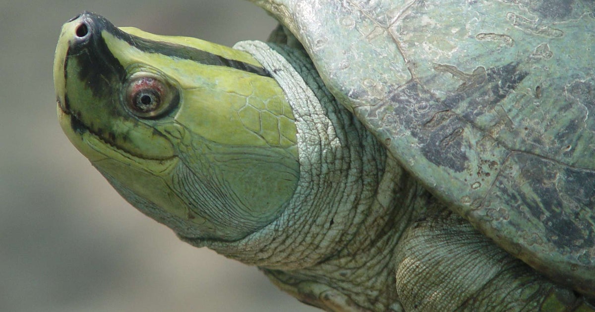 Rare turtle, thought extinct, reintroduced into wild - CBS News
