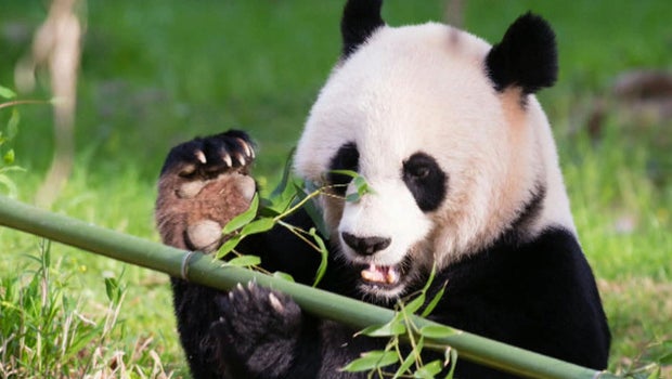 Panda poop reveals they're bad at digesting bamboo - CBS News