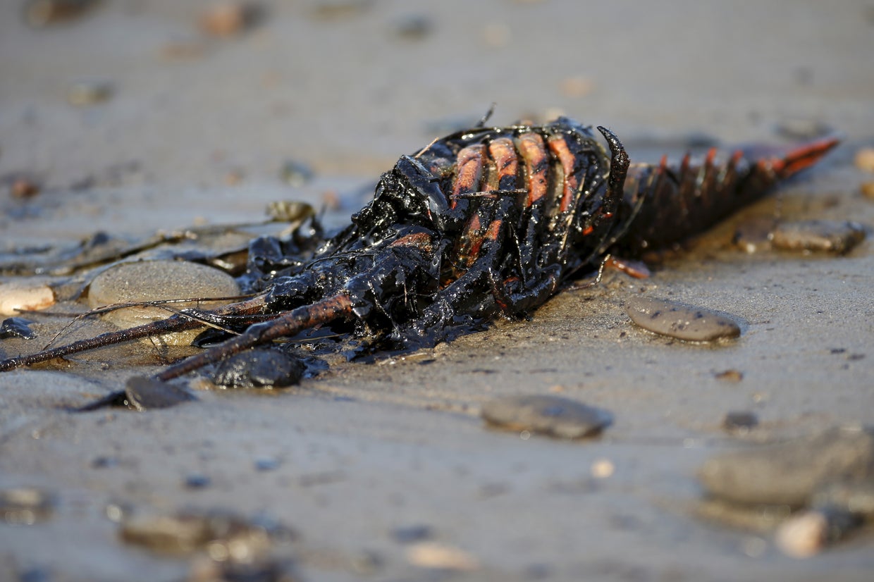 Wildlife victims of the Santa Barbara oil spill