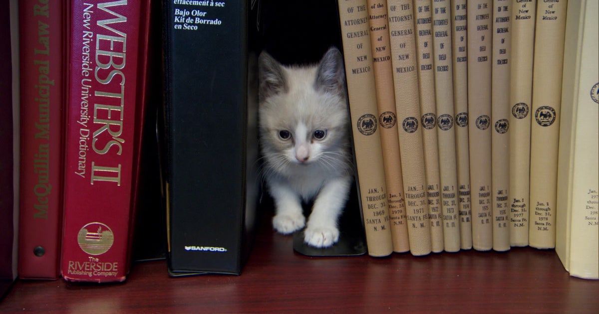 "Cat library" offers purrfect solution to stress - CBS News