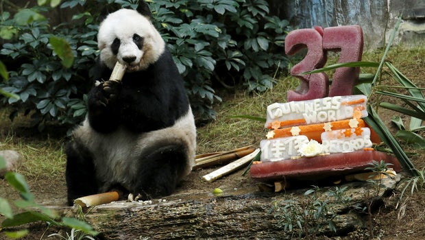 Jia Jia, the world’s oldest-ever captive panda, dead at 38 - CBS News