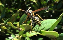 New weapon against cancer comes from patients' own bodies - CBS News