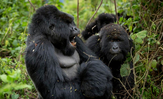 Rwanda's mountain gorillas - Conservation tourism - a lifeline for ...