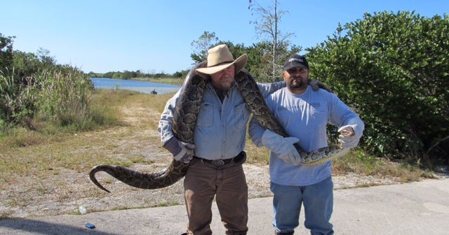 These Python Hunters Described The Dangers Of Wrangling A 15-Foot Snake ...