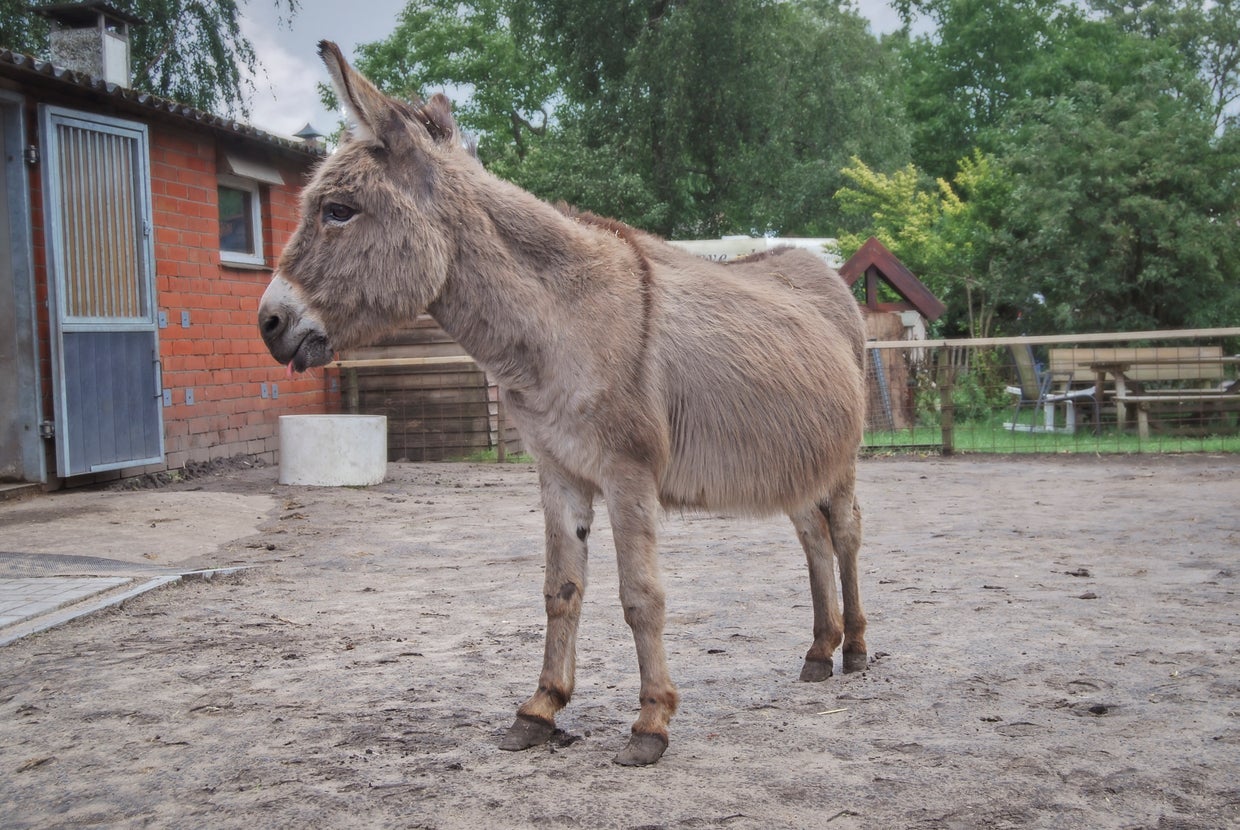 New video shows herd of donkeys appearing to grieve a friend - CBS News