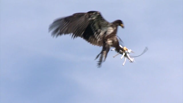 Watch out, drones: This bald eagle can take you down - CBS News