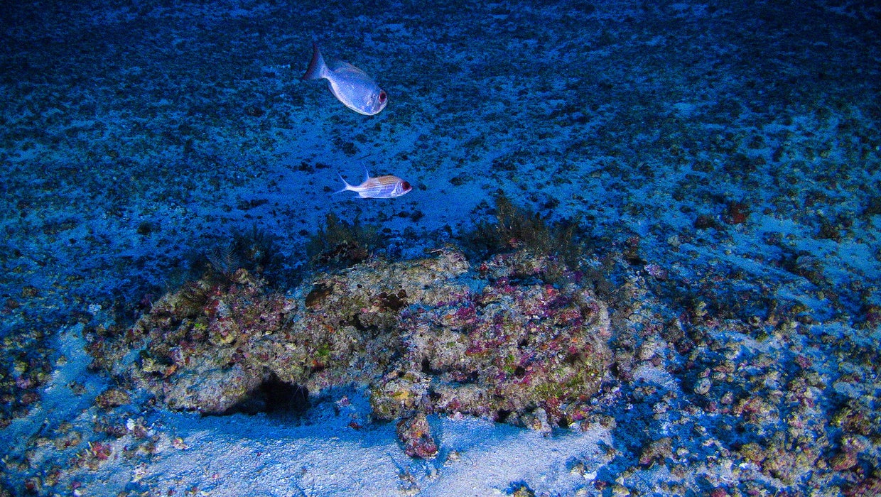 Amazing Amazon Reef