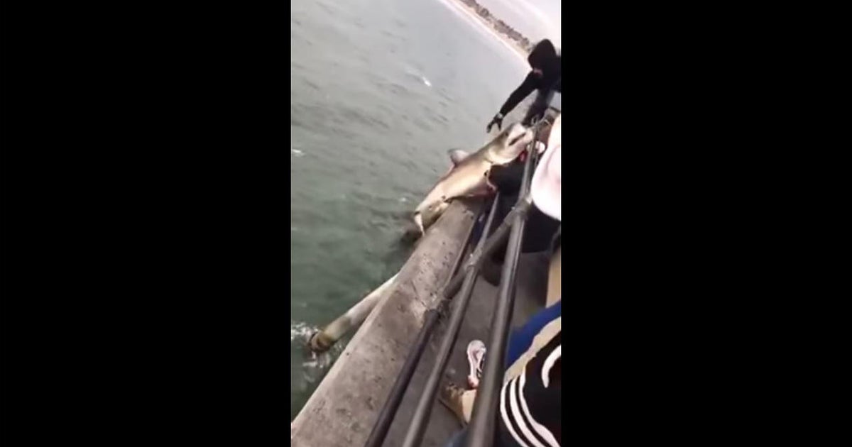 Video of shark being reeled in at California pier sparks investigation ...