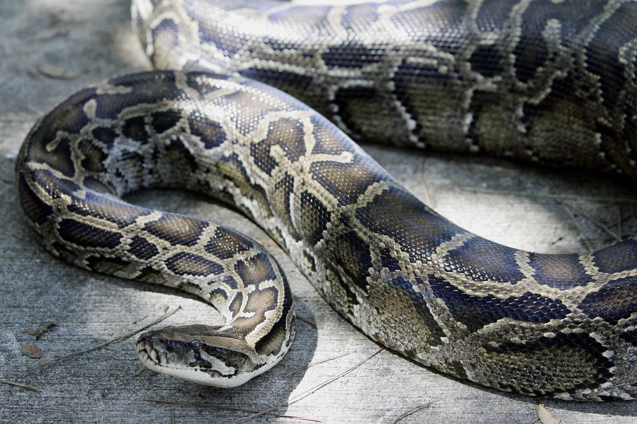 Insane snake attacks (WARNING: GRAPHIC IMAGES)