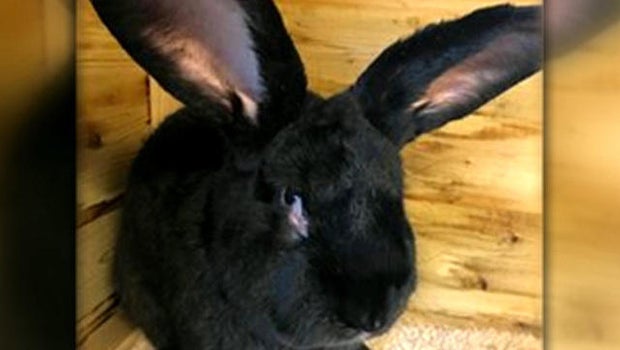 United reaches resolution with giant rabbit's breeder - CBS News