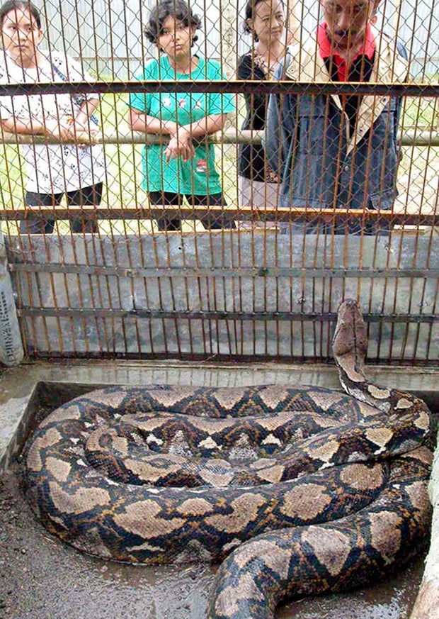 Insane snake attacks (WARNING: GRAPHIC IMAGES)