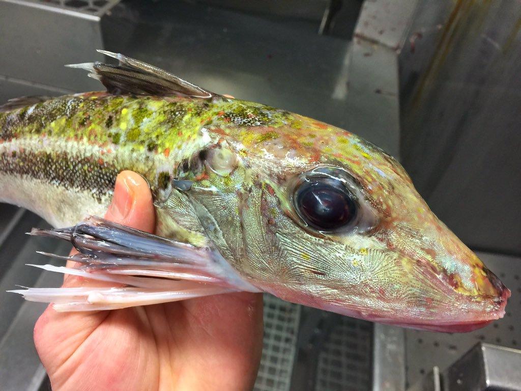 Crazy-looking fish from the deep sea - CBS News