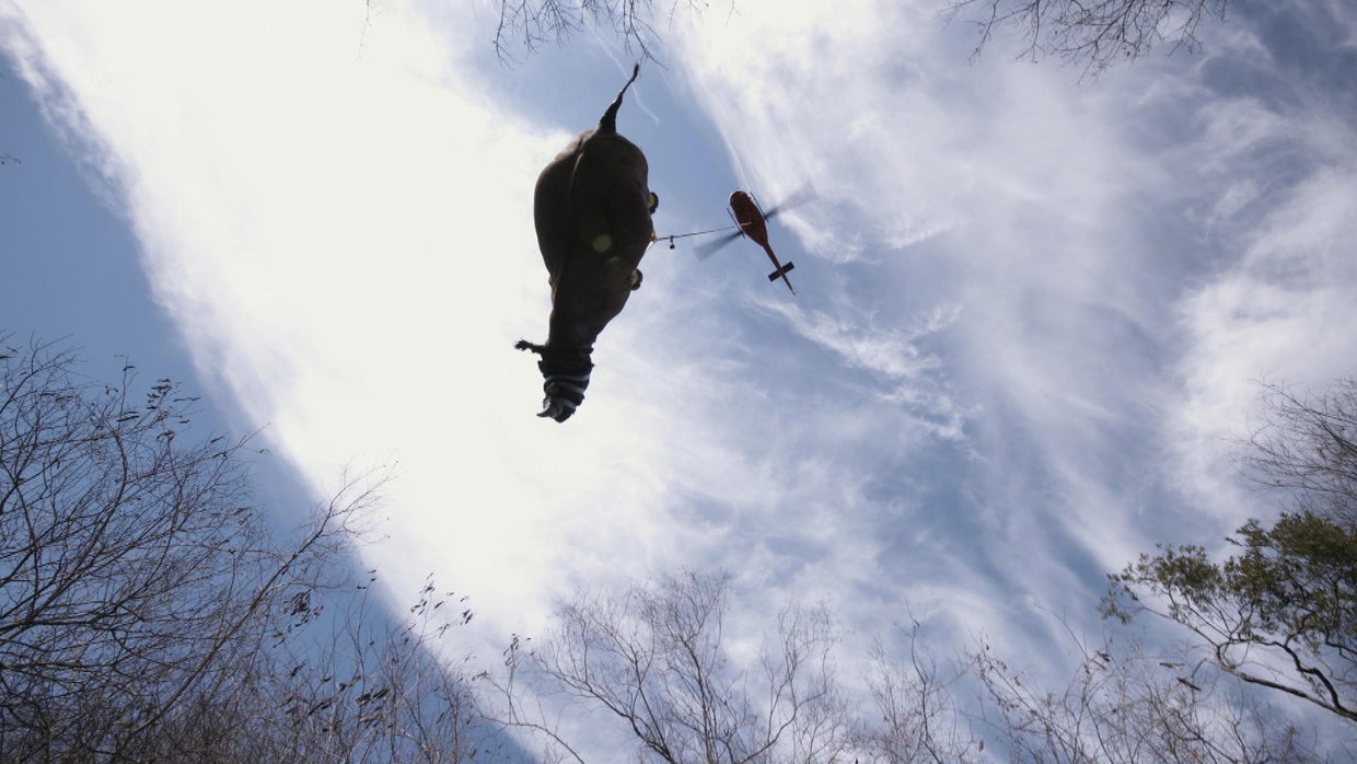 Filming flying rhinos - CBS News