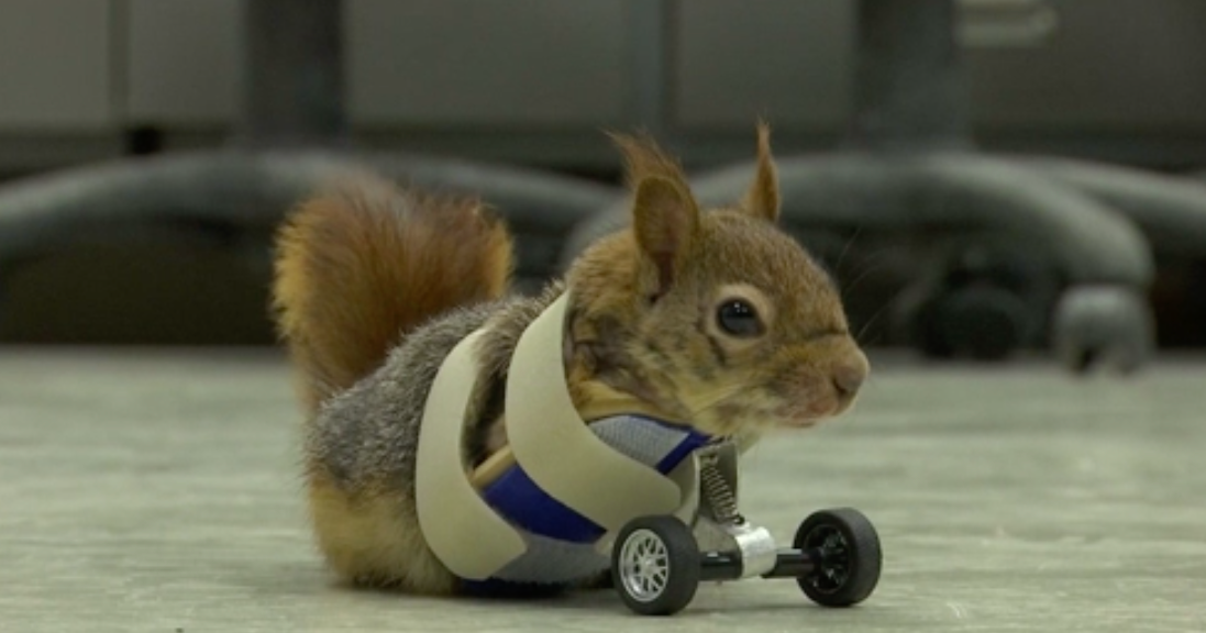 Squirrel gets prosthetic wheels after losing arms in trap - CBS News