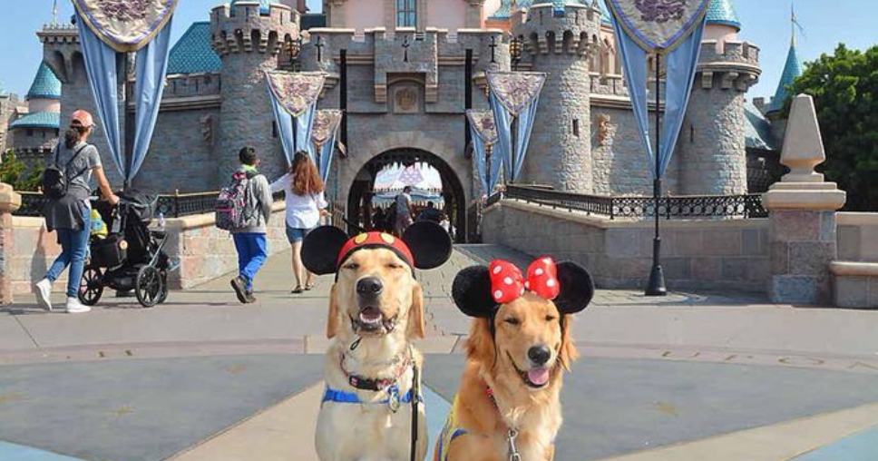 Service dogs in training take a field trip Disneyland - CBS News