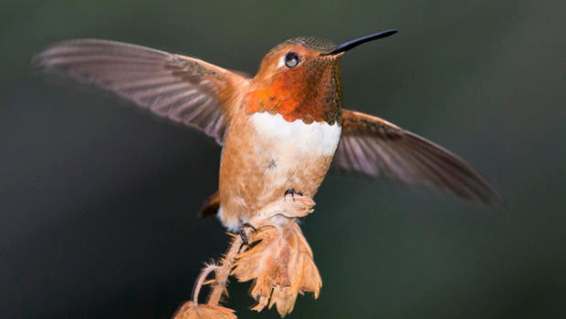 Nature up close: Hummingbirds - CBS News