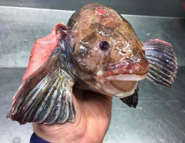 Weird Looking Sea Fish